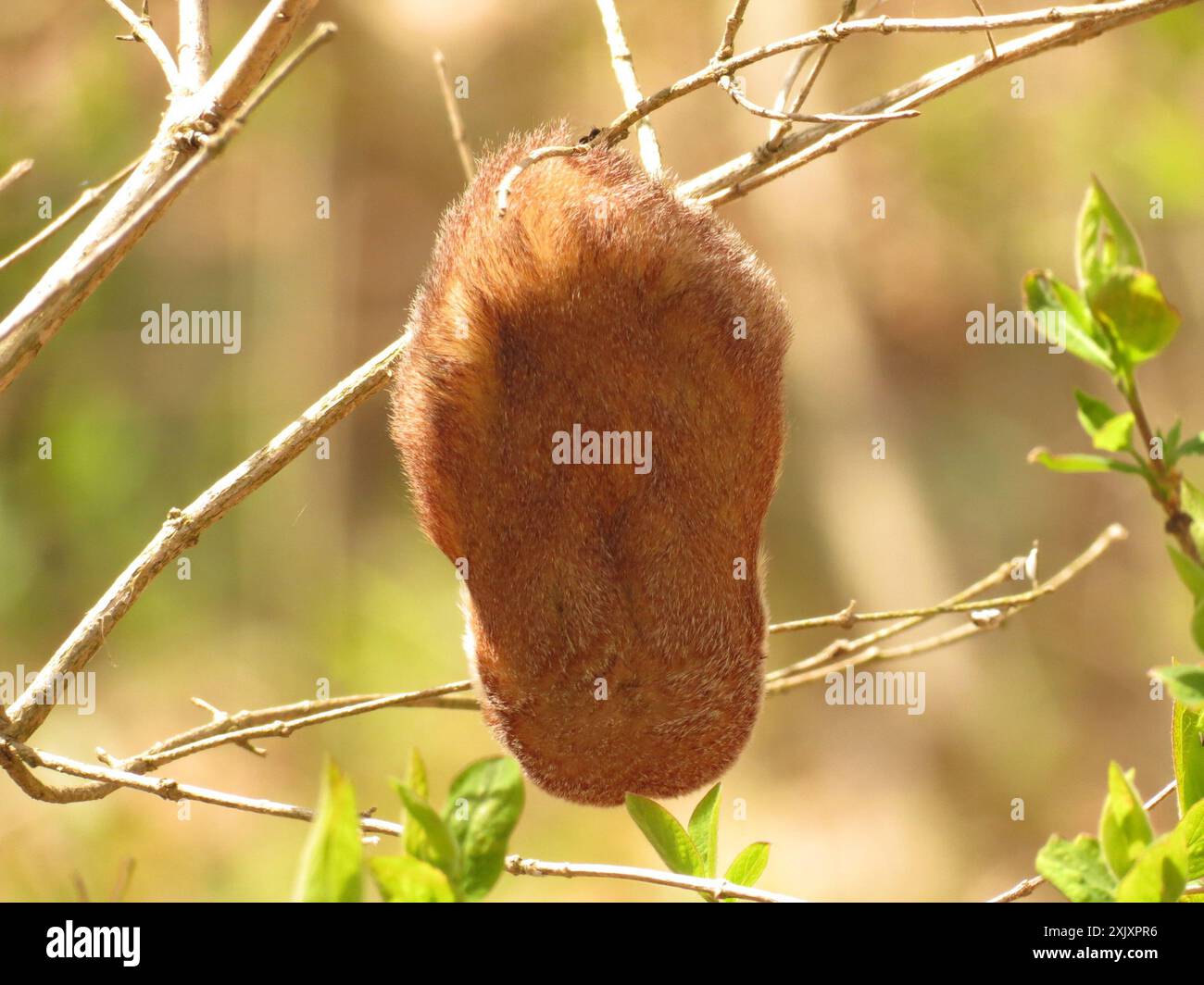 Eastern Red Bat (Lasiurus borealis) Mammalia Stock Photo - Alamy