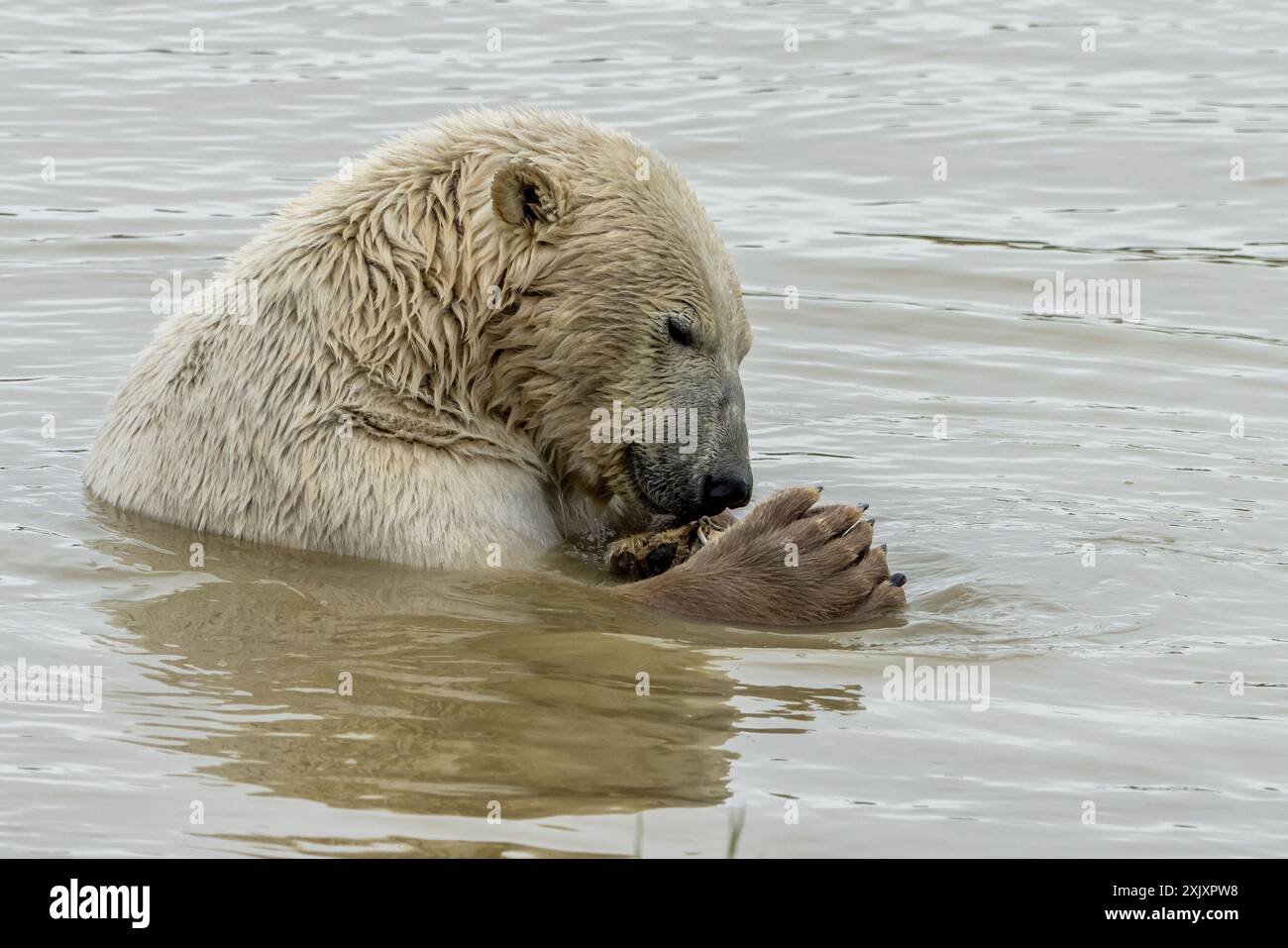 Polar bear eating fish hi-res stock photography and images - Alamy