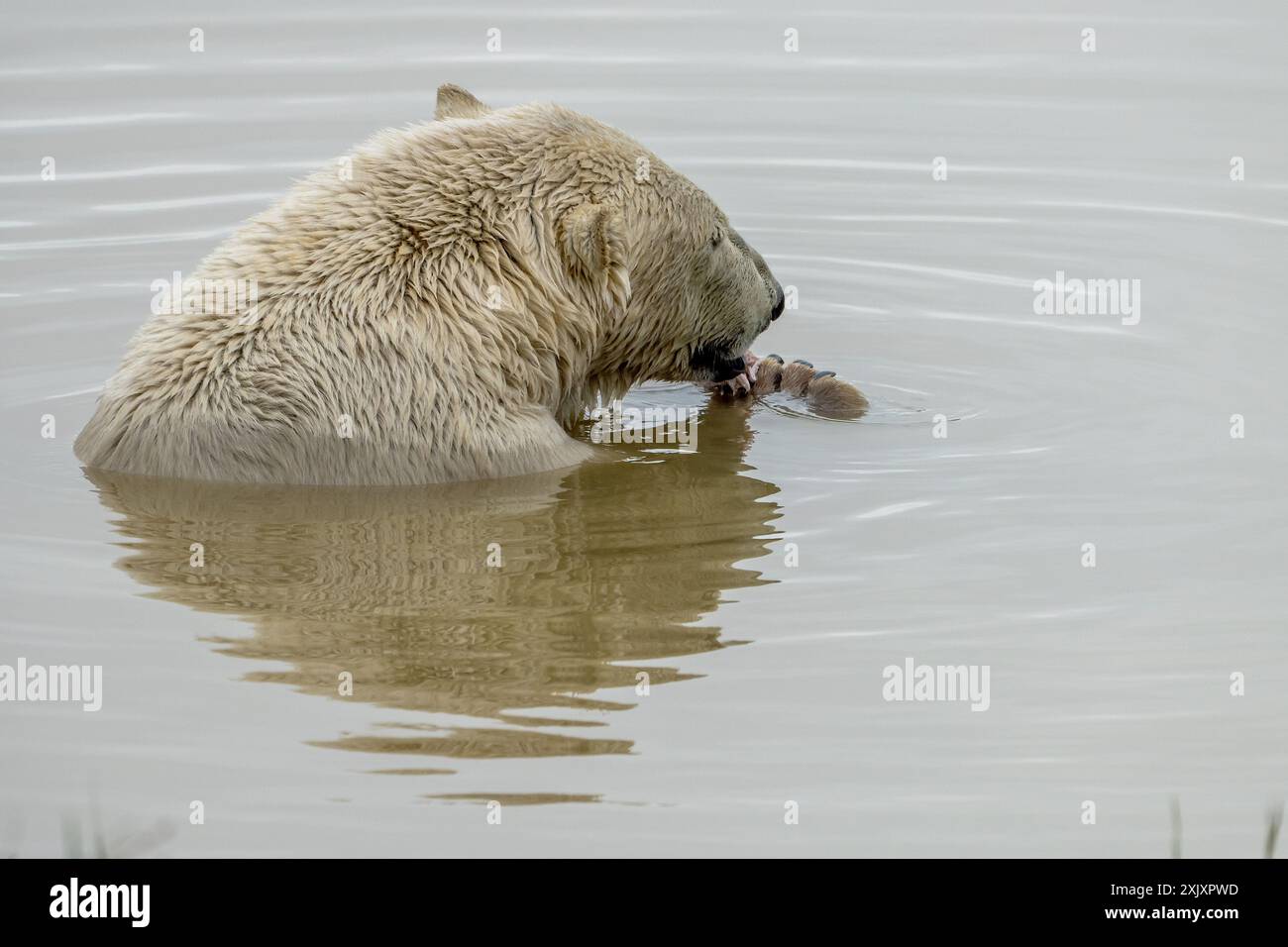 Polar bear eating fish hi-res stock photography and images - Alamy