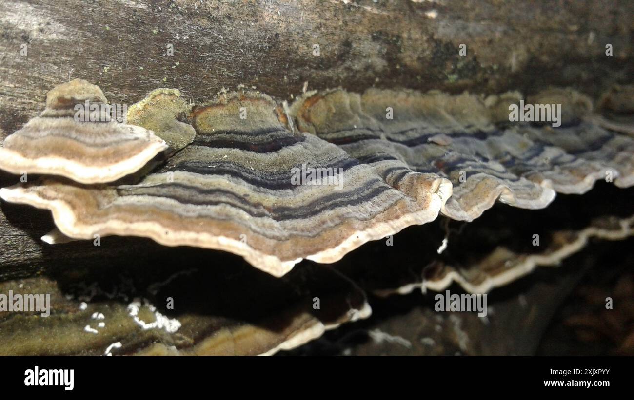 shelf fungi (Polyporales) Fungi Stock Photo - Alamy
