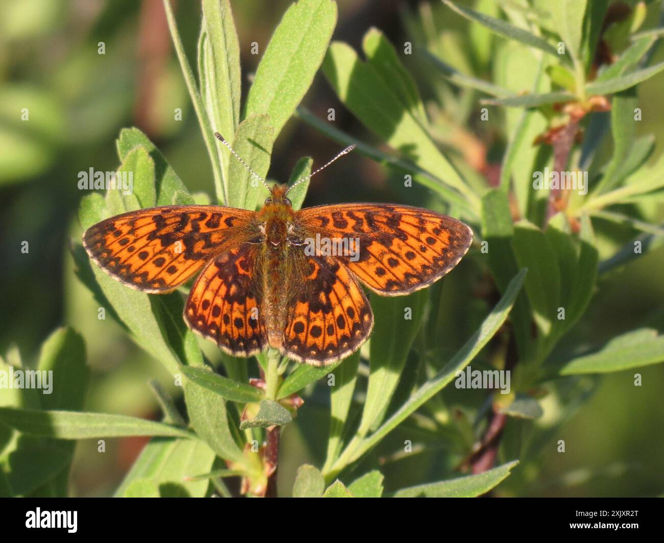 Bog Fritillary (Boloria eunomia) Insecta Stock Photo - Alamy