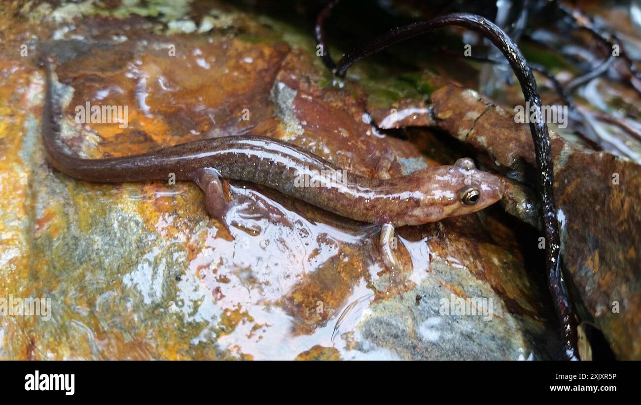 Dusky Salamanders (Desmognathus) Amphibia Stock Photo - Alamy