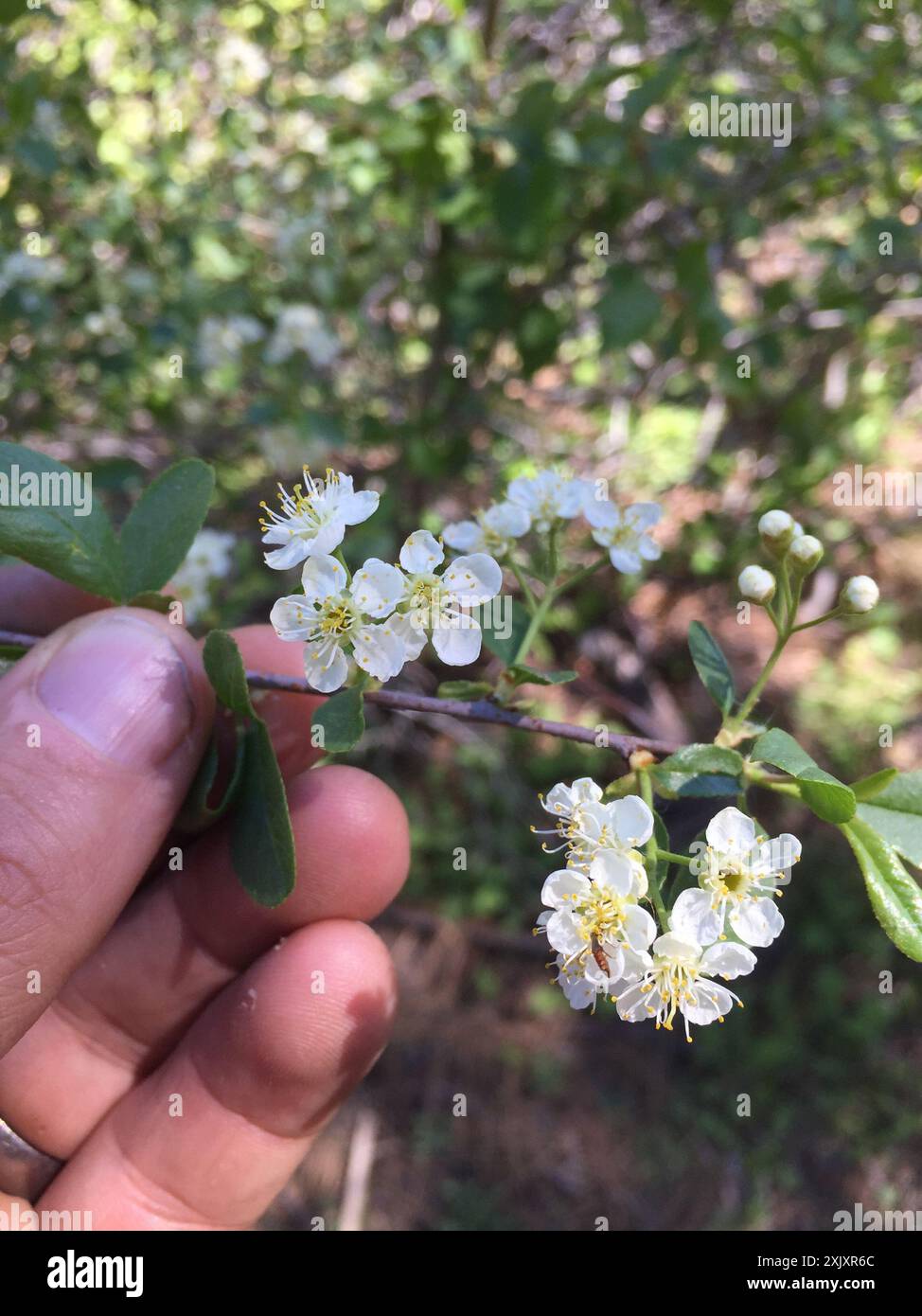 Bitter cherry (Prunus emarginata) Plantae Stock Photo - Alamy