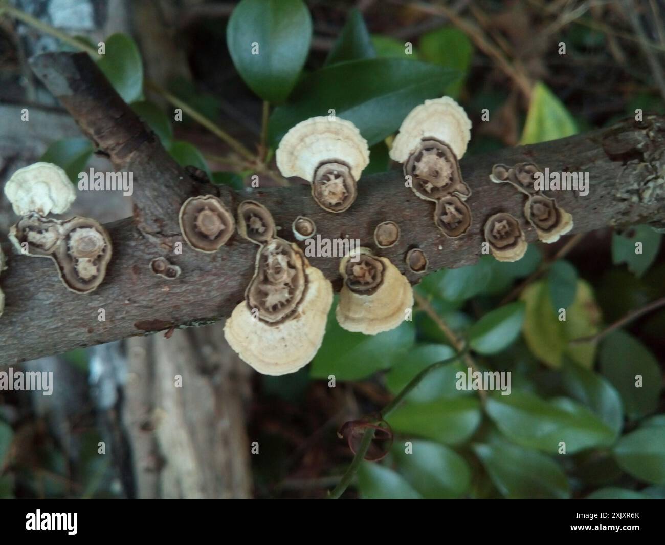 little nest polypore (Trametes conchifer) Fungi Stock Photo - Alamy