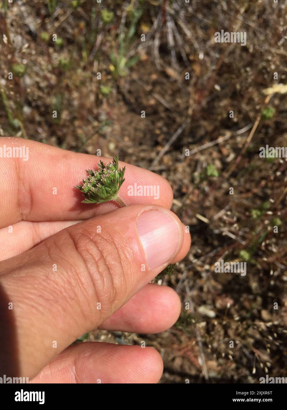 American wild carrot (Daucus pusillus) Plantae Stock Photo - Alamy