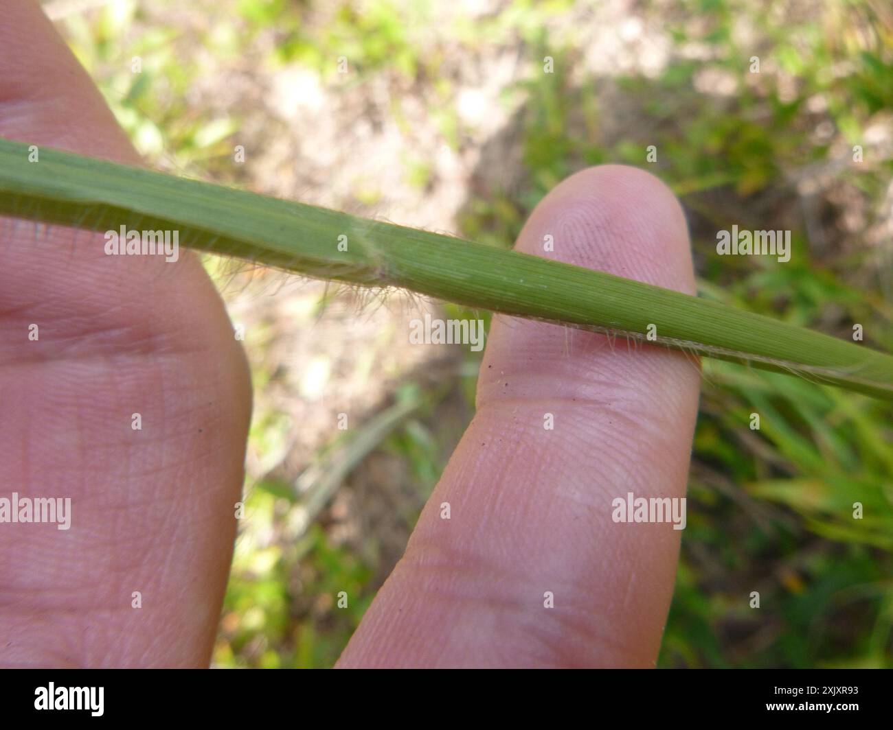 Florida paspalum (Paspalum floridanum) Plantae Stock Photo - Alamy