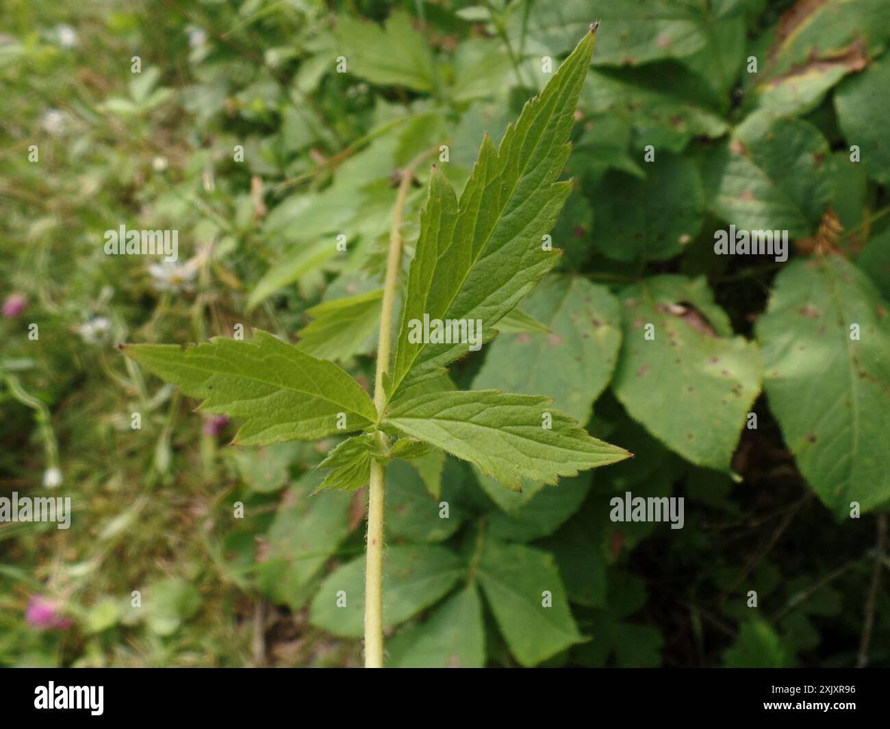 Yellow Avens (Geum aleppicum) Plantae Stock Photo - Alamy