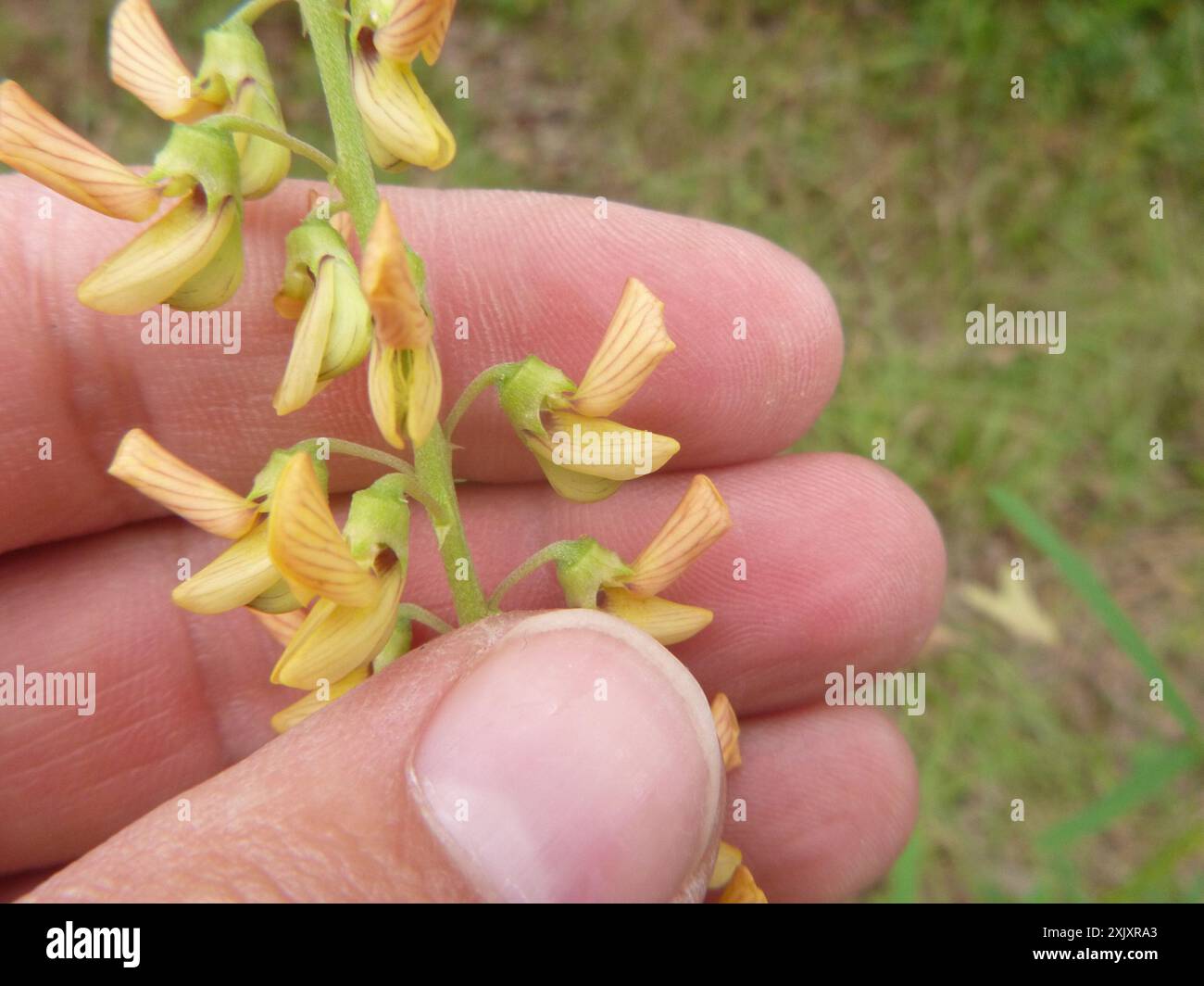 lanceleaf rattlebox (Crotalaria lanceolata) Plantae Stock Photo - Alamy