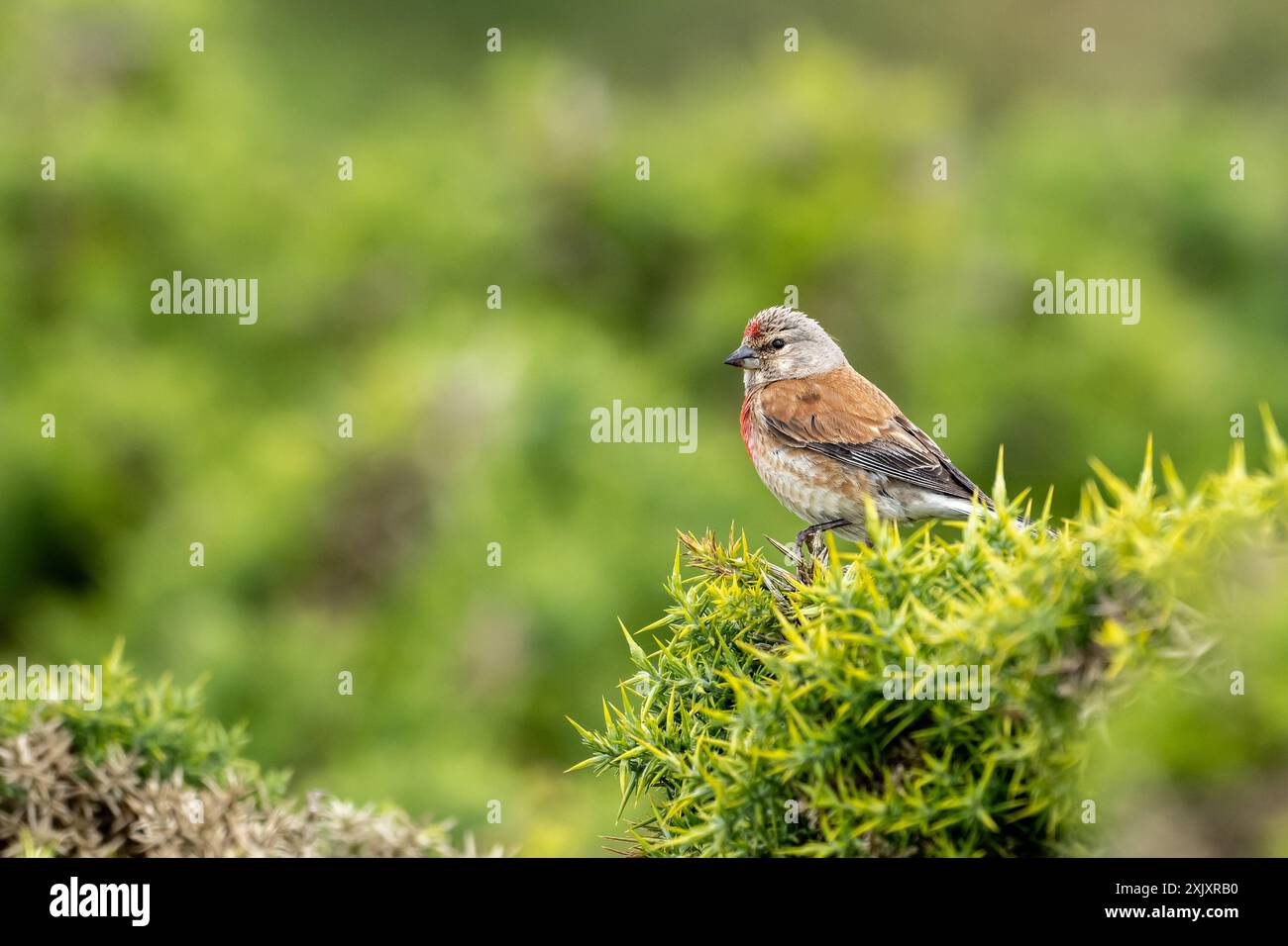 Beautiful male Linnet sat on a gorse branch with lovely out of focus ...