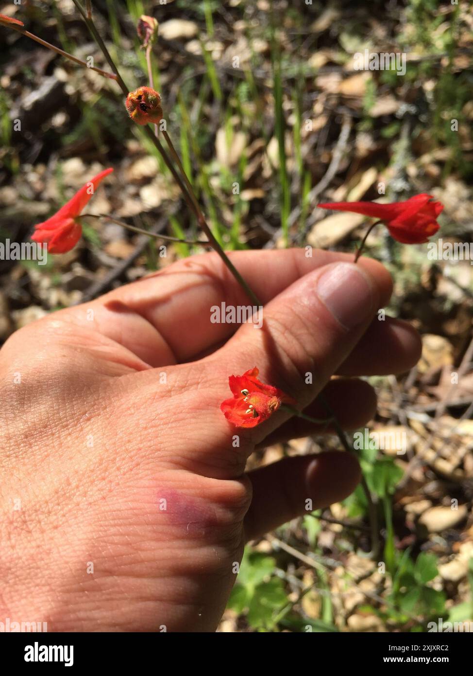 Red larkspur (Delphinium nudicaule) Plantae Stock Photo - Alamy