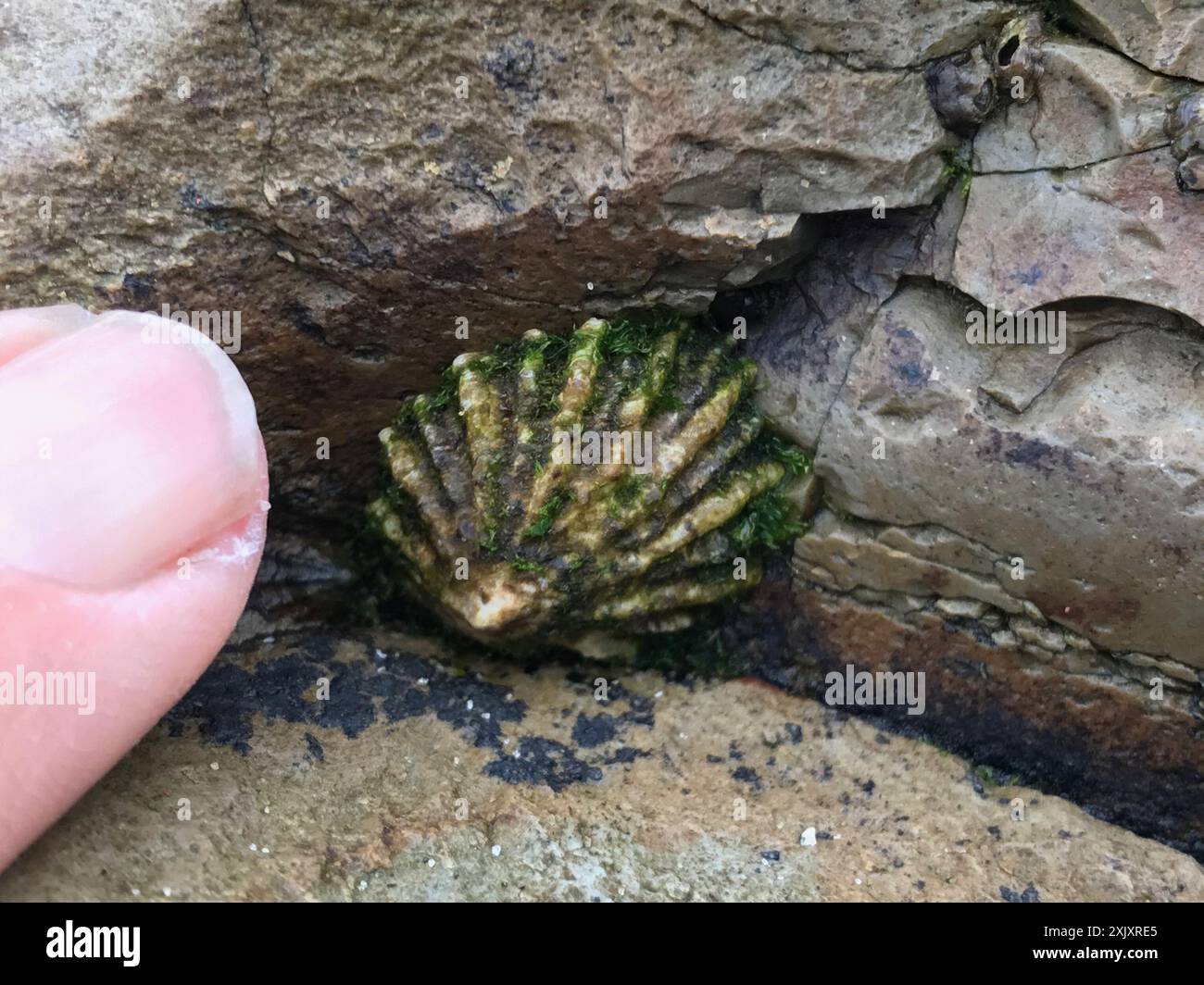 Rough Limpet (Lottia scabra) Mollusca Stock Photo - Alamy