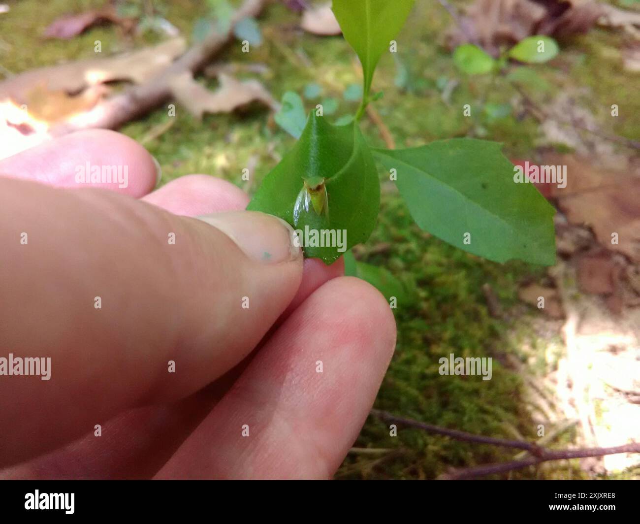 Buffalo Treehoppers and allies (Ceresini) Insecta Stock Photo - Alamy