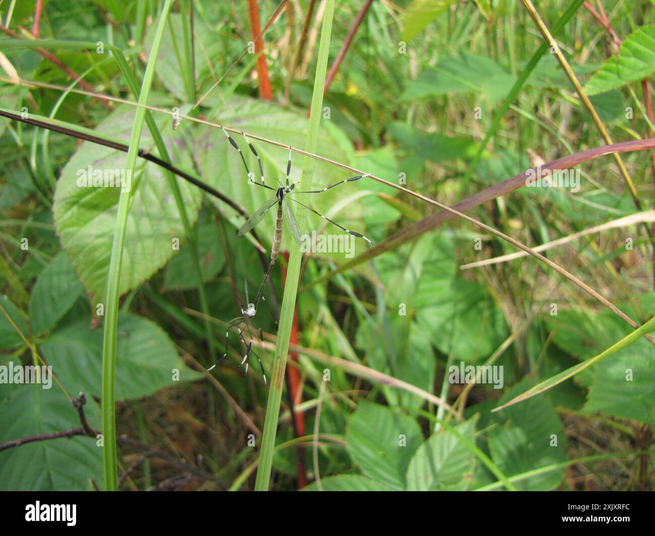 Eastern Phantom Crane Fly (Bittacomorpha clavipes) Insecta Stock Photo ...