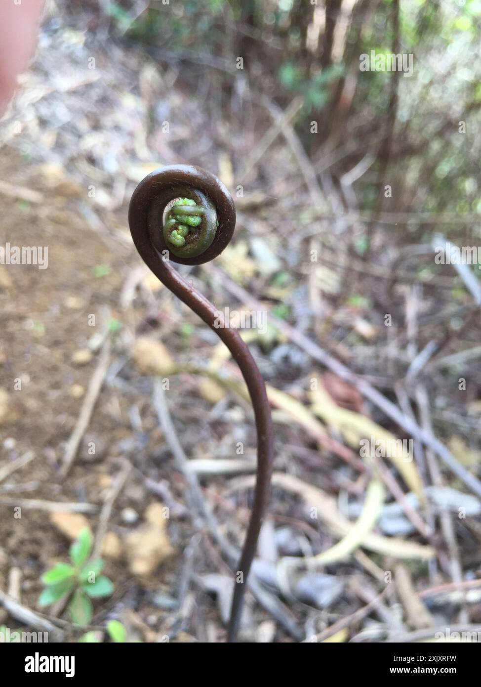 false staghorn fern (Dicranopteris linearis) Plantae Stock Photo - Alamy