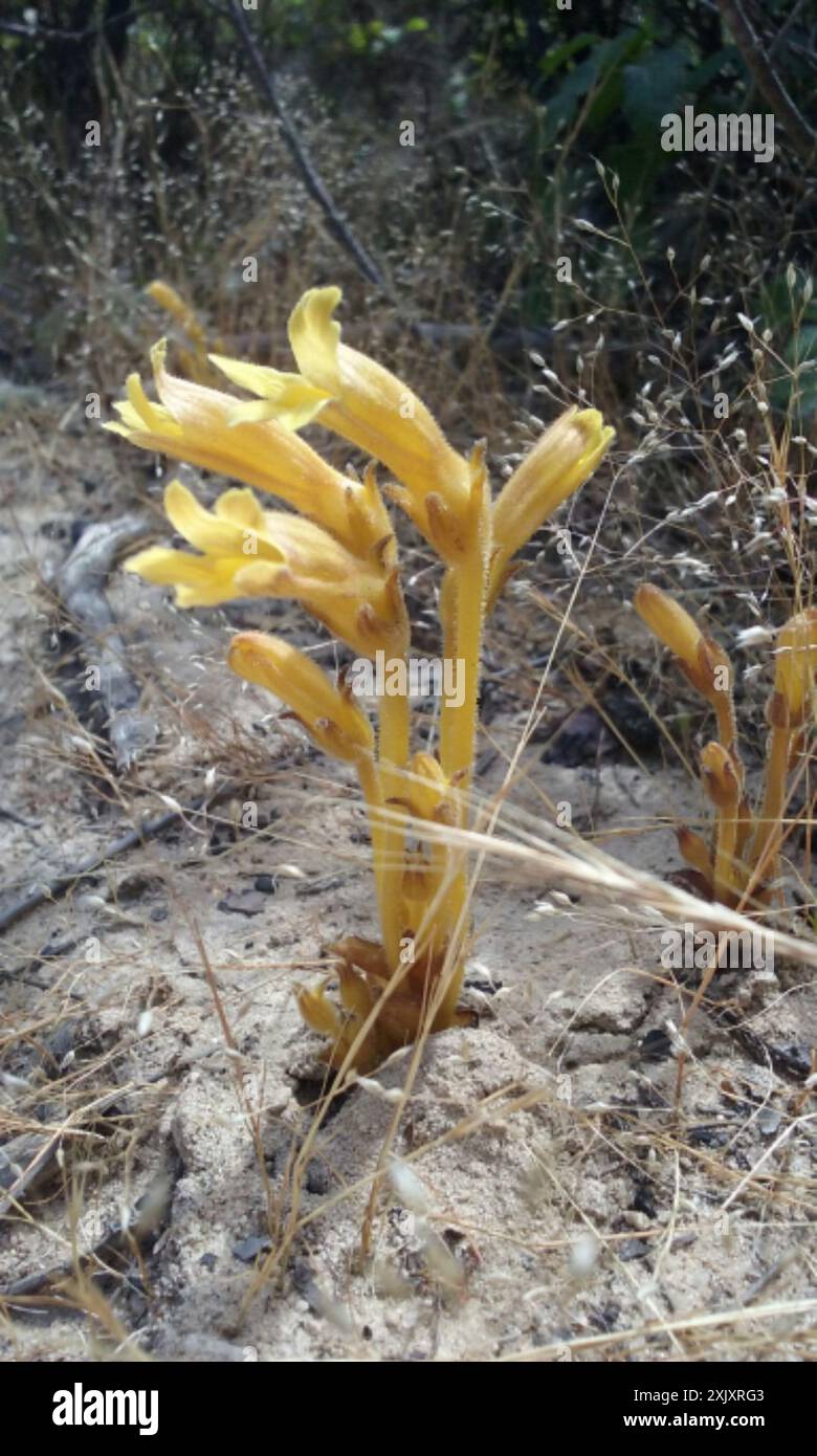 yellow clustered broomrape (Aphyllon franciscanum) Plantae Stock Photo ...