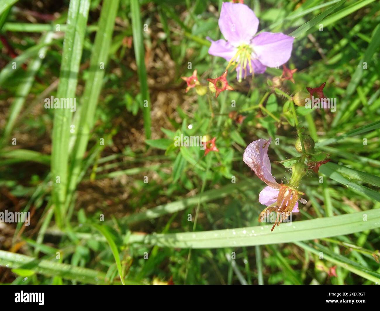 Maryland meadowbeauty (Rhexia mariana) Plantae Stock Photo - Alamy