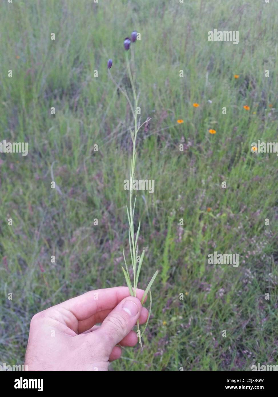(Porophyllum linaria) Plantae Stock Photo - Alamy