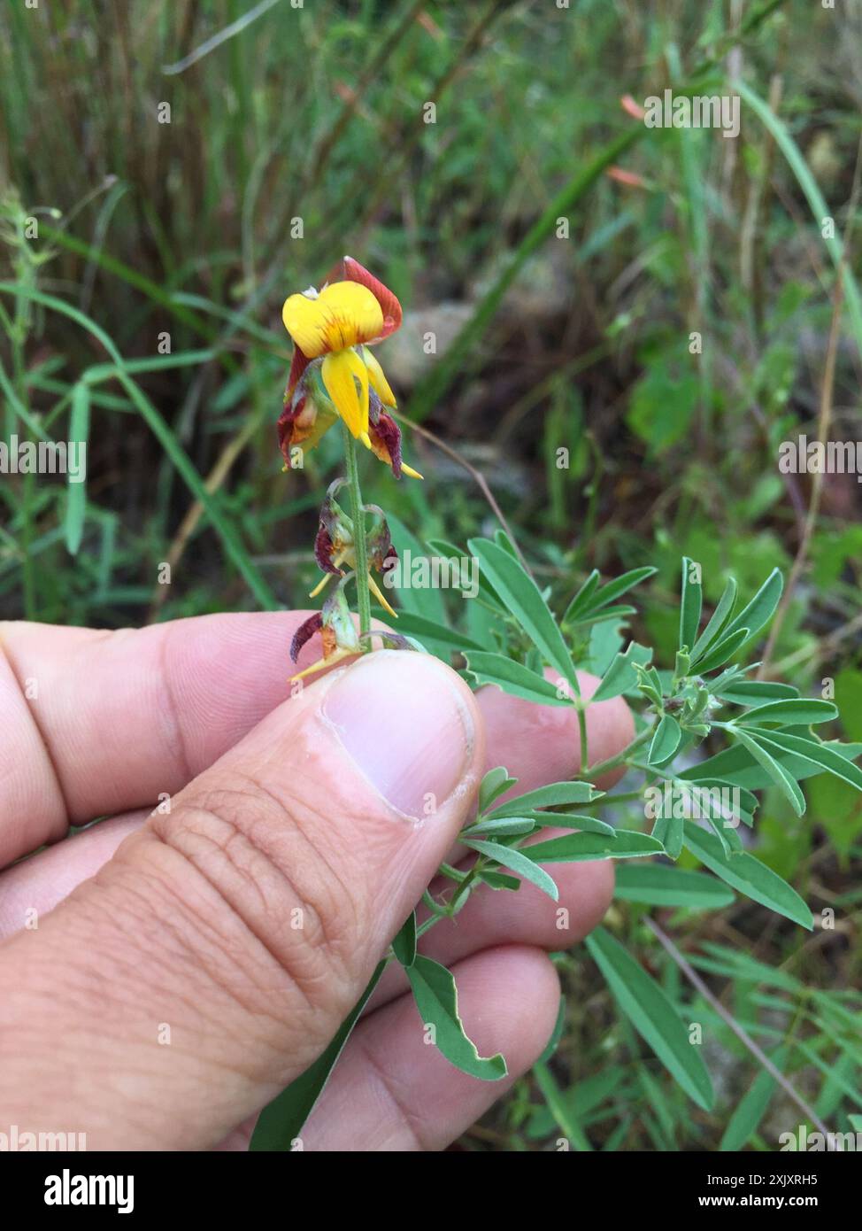 low rattlebox (Crotalaria pumila) Plantae Stock Photo - Alamy