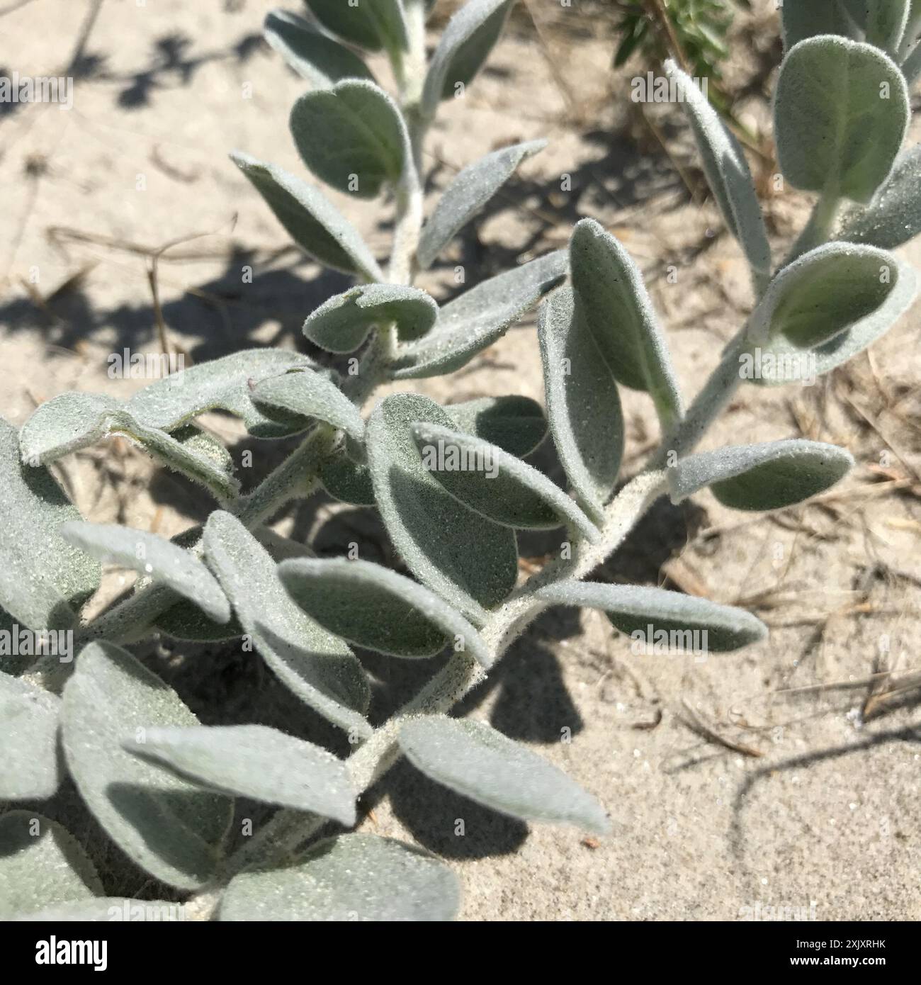 Convolvulus persicus hi-res stock photography and images - Alamy