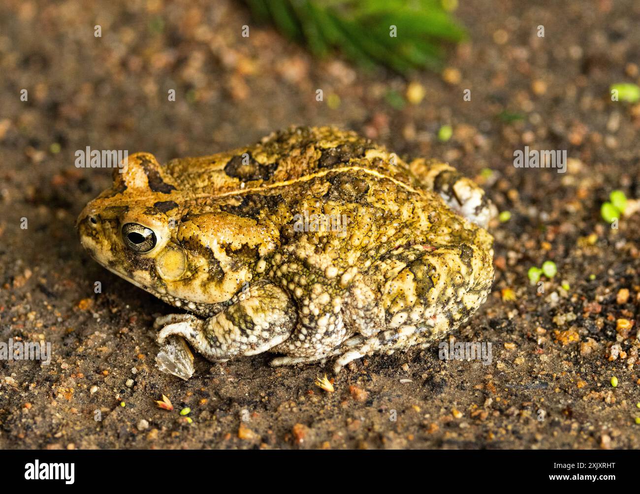Tandy's Sand Frog is common in the the central drier regions of East ...