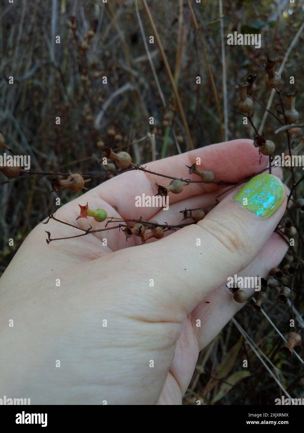 Meadowbeauties (Rhexia) Plantae Stock Photo - Alamy
