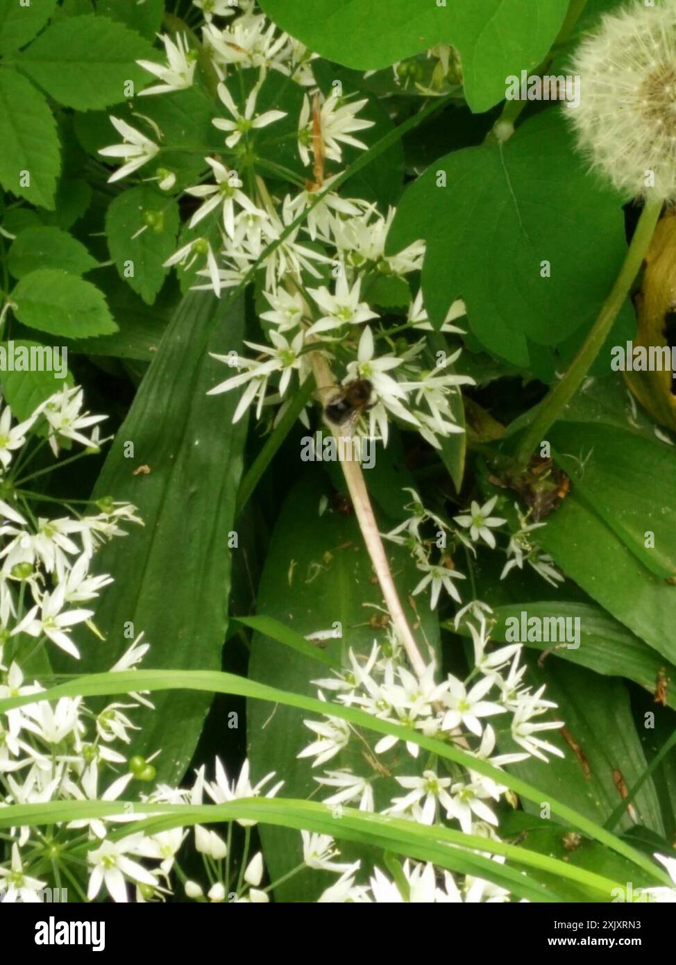 Tree Bumble Bee (Bombus hypnorum) Insecta Stock Photo - Alamy