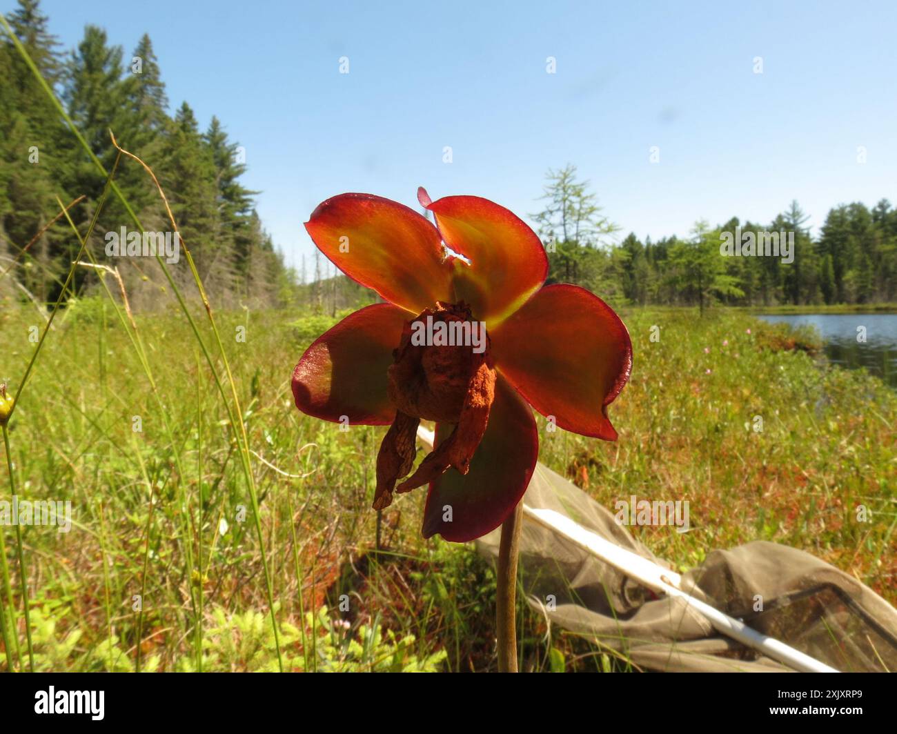 northern purple pitcher plant (Sarracenia purpurea purpurea) Plantae ...