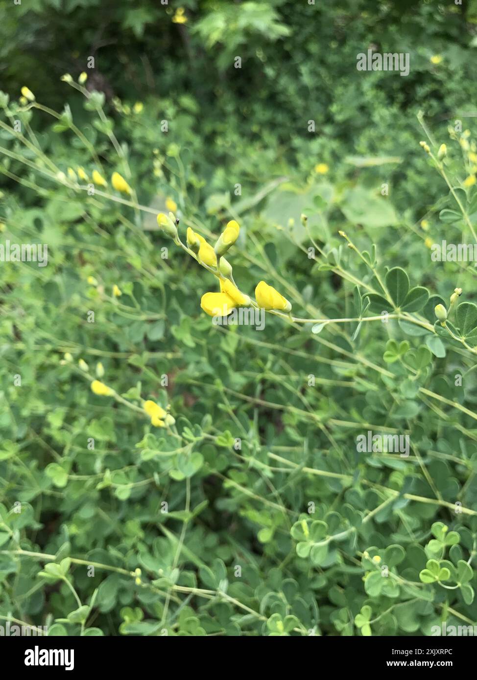 eastern wild indigo (Baptisia tinctoria) Plantae Stock Photo - Alamy