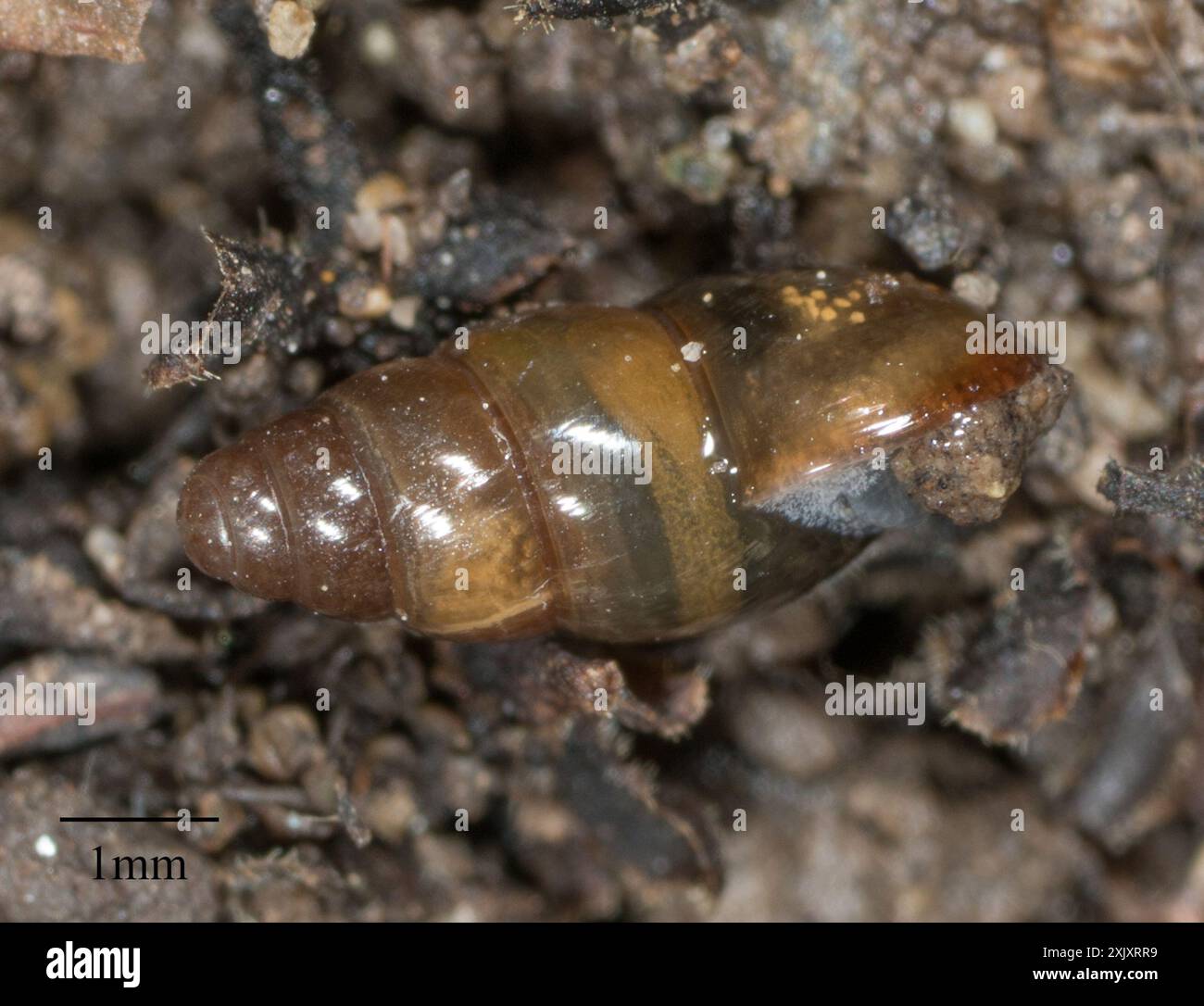 Cochlicopa lubrica hi-res stock photography and images - Alamy