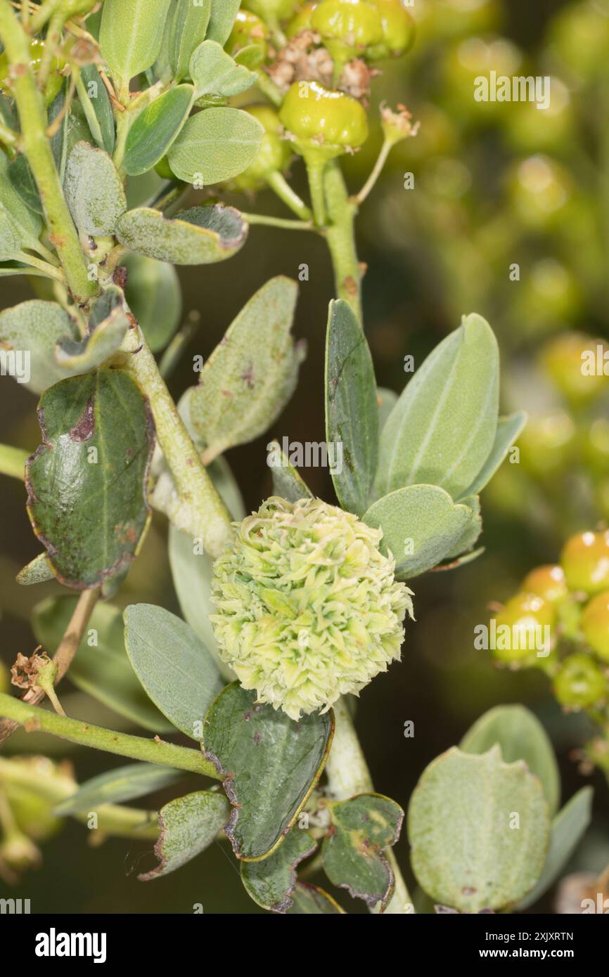 dicots (Magnoliopsida) Plantae Stock Photo - Alamy