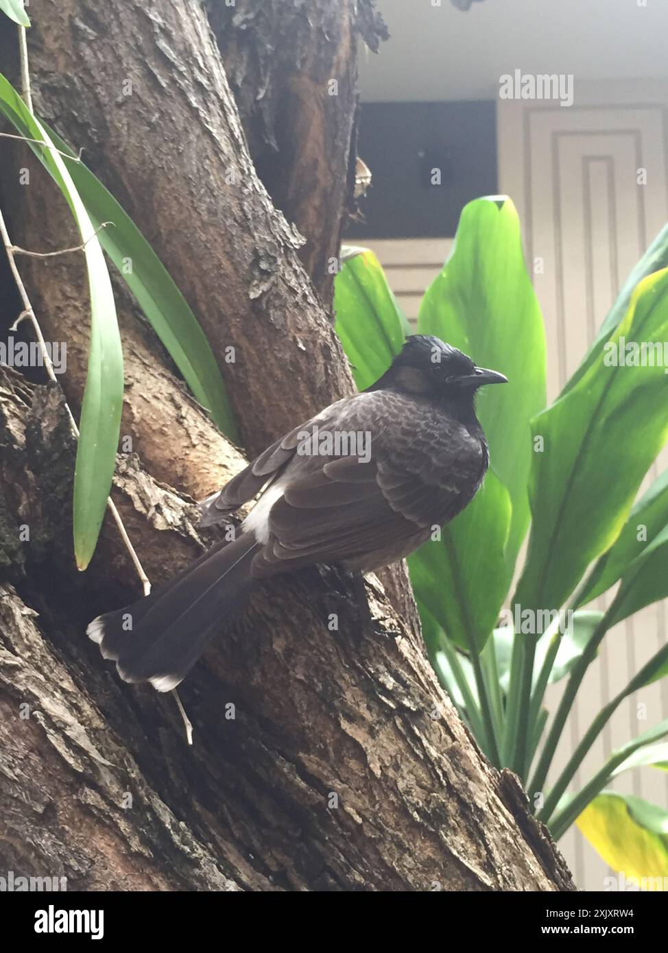 Red-vented Bulbul (Pycnonotus cafer) Aves Stock Photo - Alamy