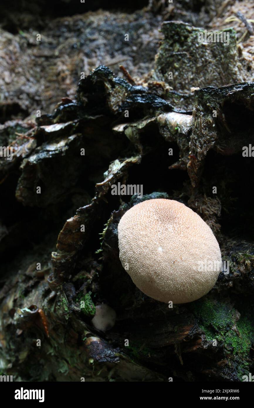 (Lycoperdon subincarnatum) Fungi Stock Photo - Alamy