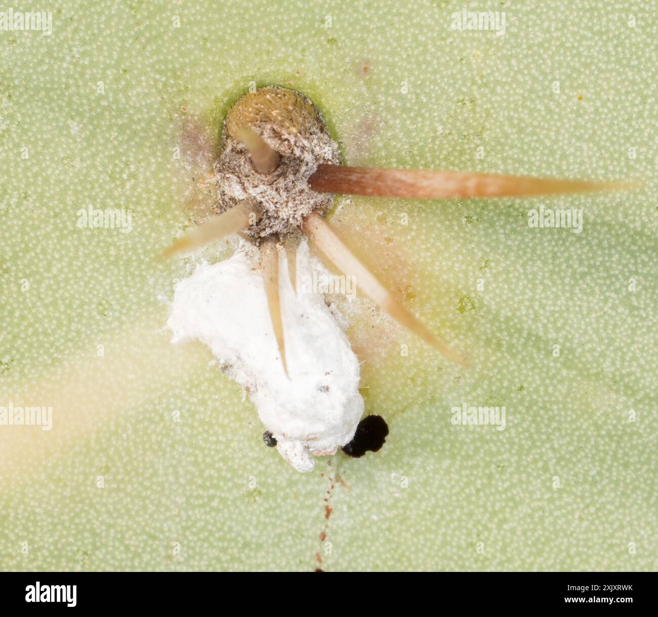 Cochineal Scale Bugs (Dactylopius) Insecta Stock Photo - Alamy