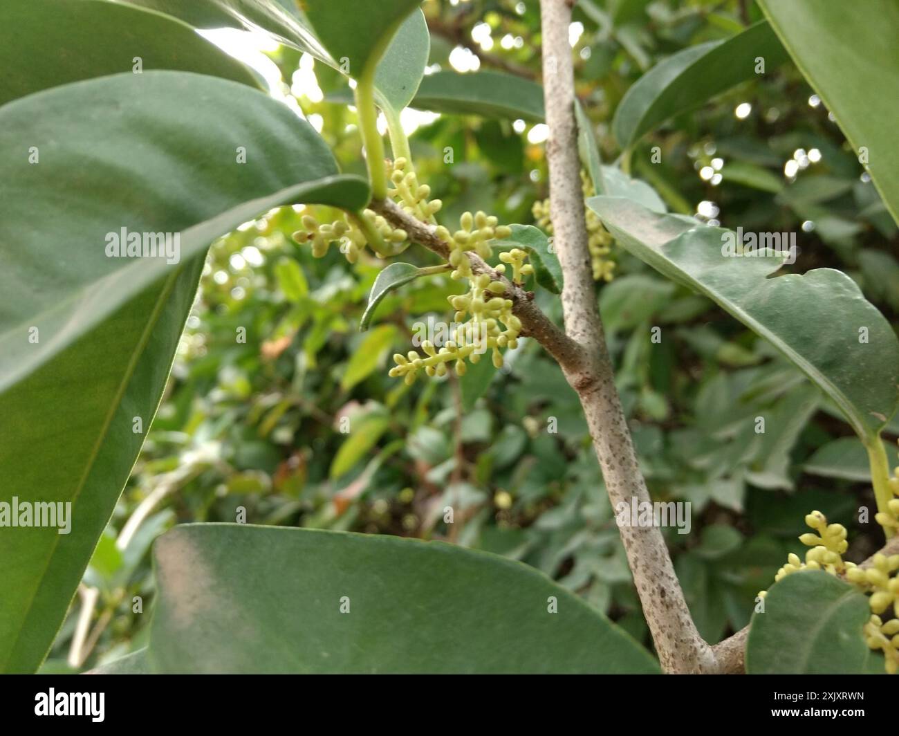 Opilia hi-res stock photography and images - Alamy