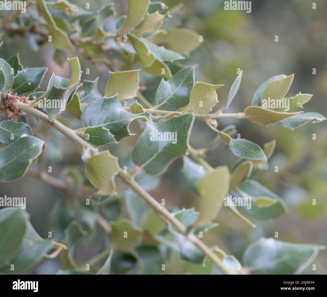 oaks (Quercus) Plantae Stock Photo - Alamy