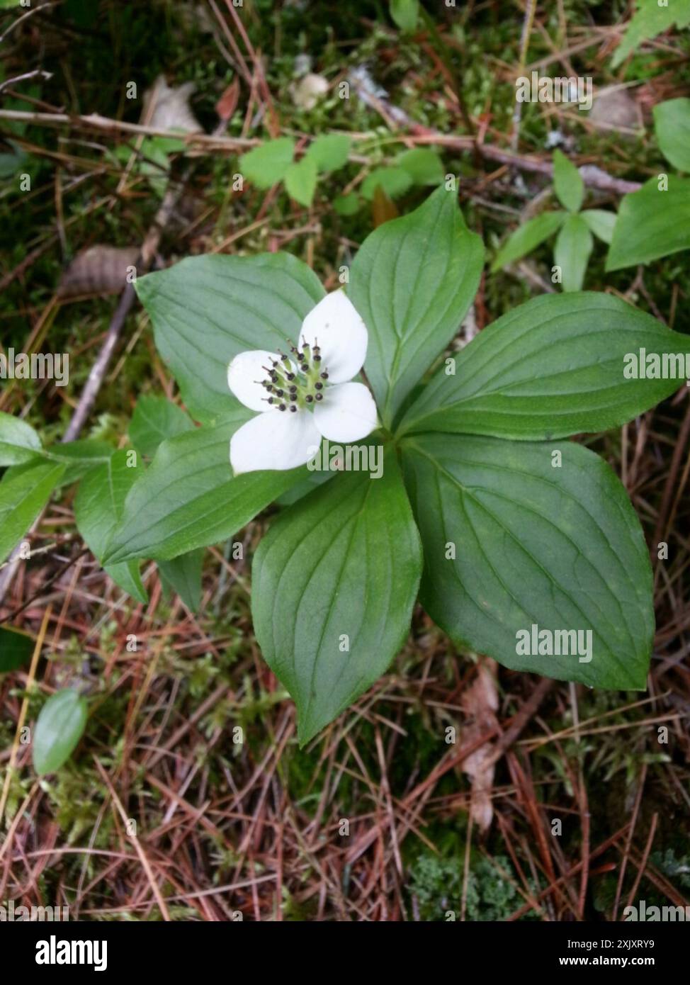 Canadian bunchberry (Cornus canadensis) Plantae Stock Photo - Alamy