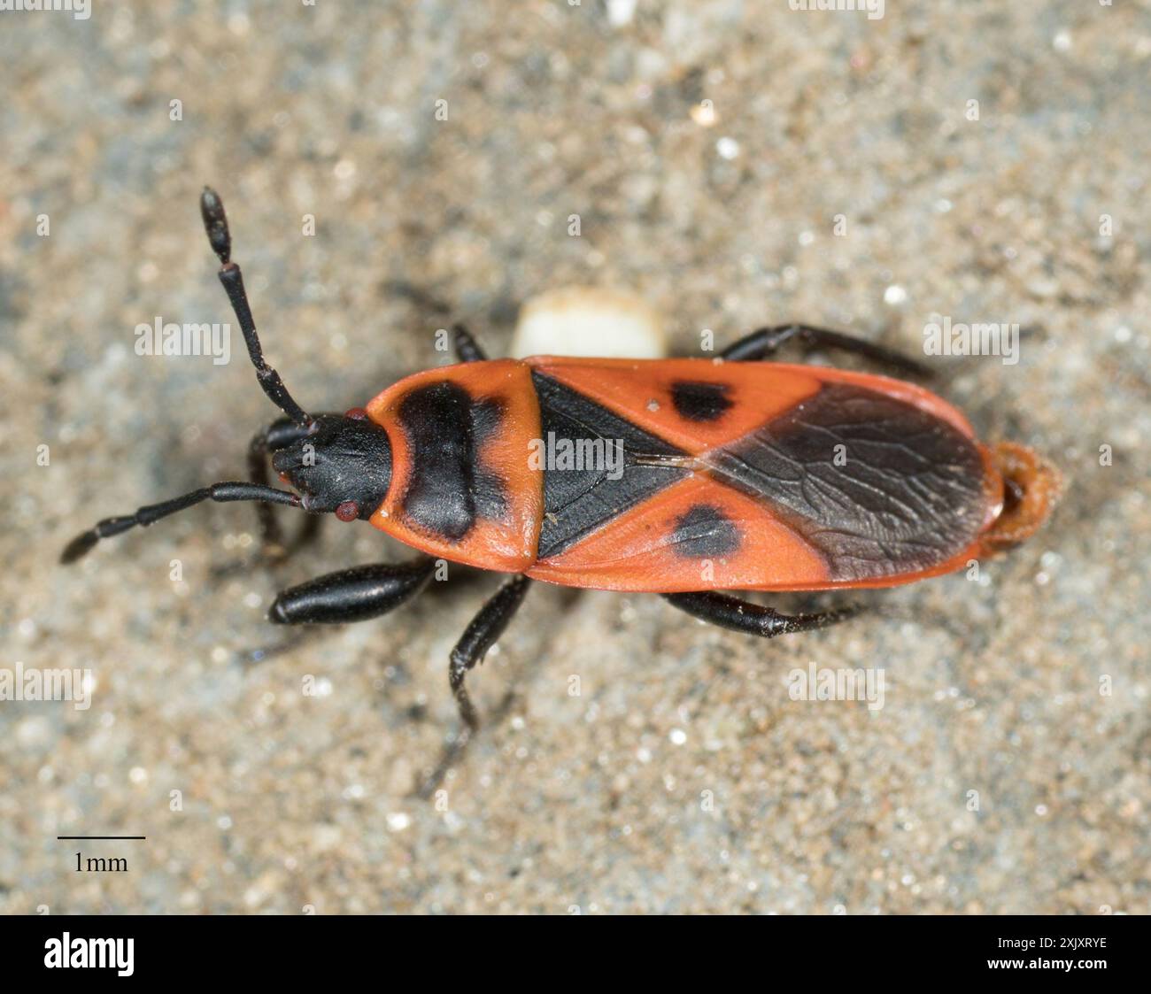 Mediterranean red bug (Scantius aegyptius) Insecta Stock Photo - Alamy