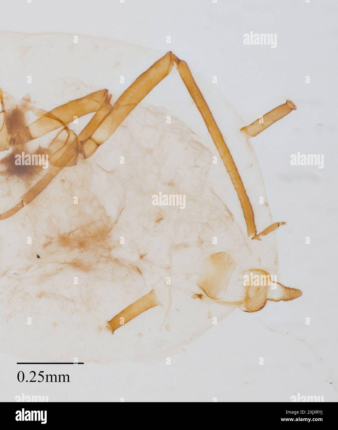 Bird Cherry-oat Aphid (Rhopalosiphum padi) Insecta Stock Photo - Alamy
