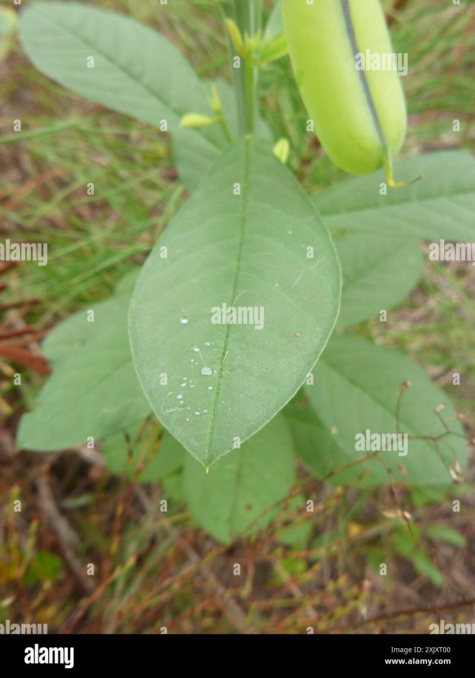 Showy Rattlebox (Crotalaria spectabilis) Plantae Stock Photo - Alamy