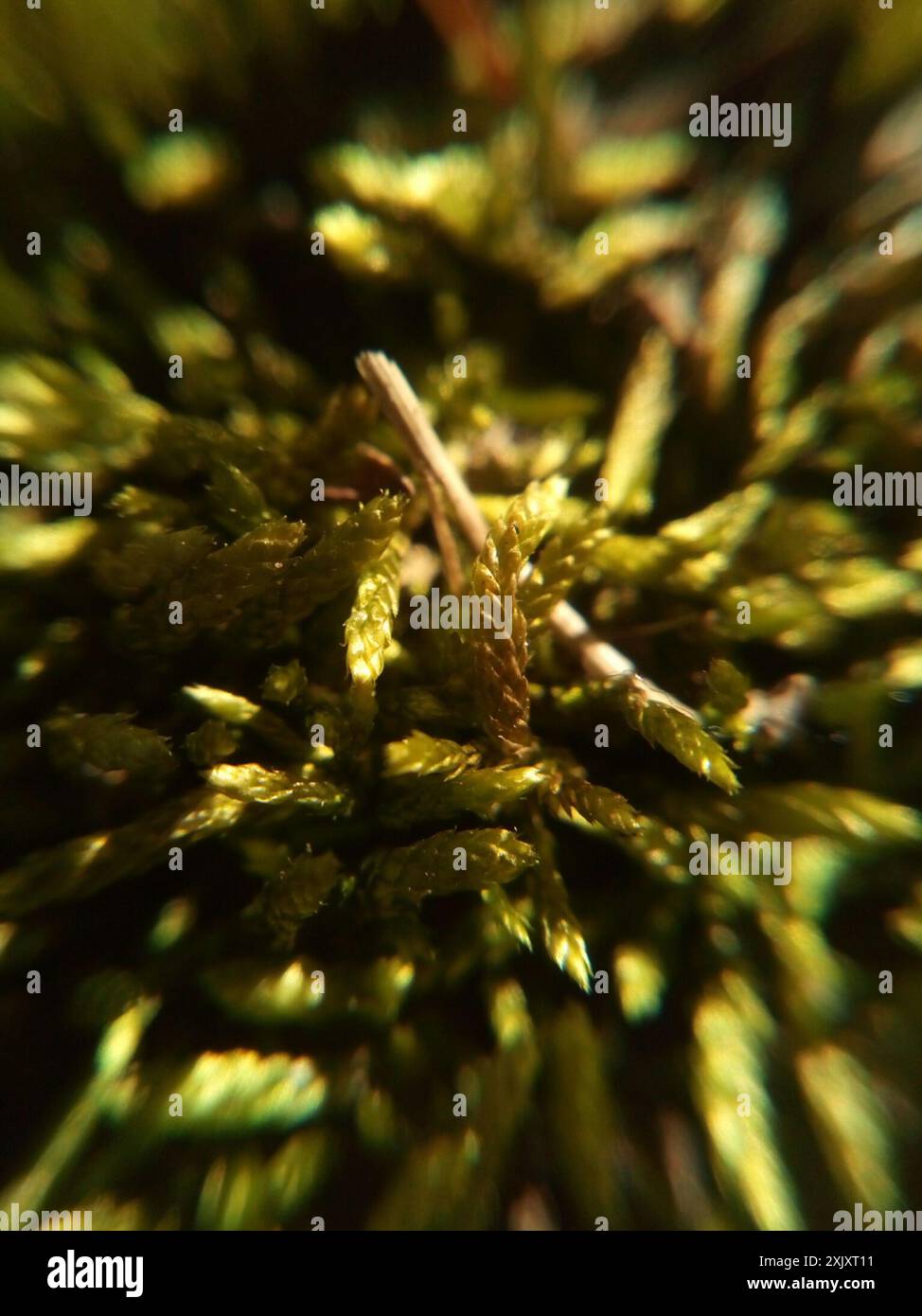 Entodon Moss Family (Entodontaceae) Plantae Stock Photo - Alamy