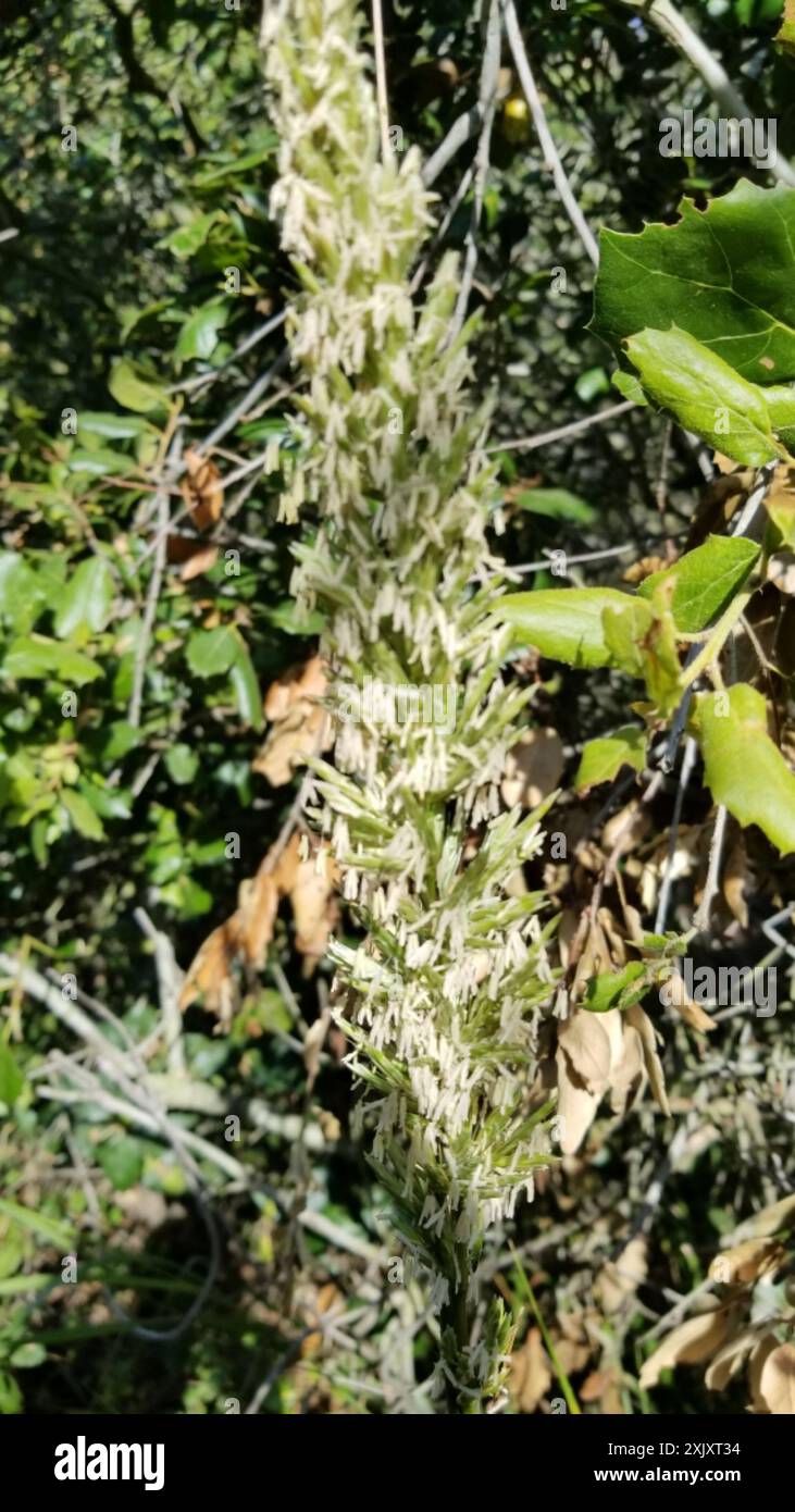 giant wild rye (Leymus condensatus) Plantae Stock Photo - Alamy