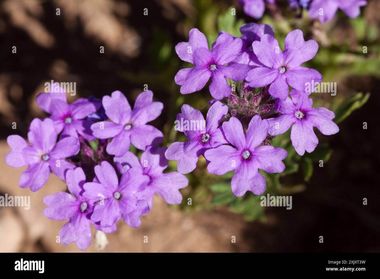 Davis Mountain Mock Vervain (Glandularia wrightii) Plantae Stock Photo ...