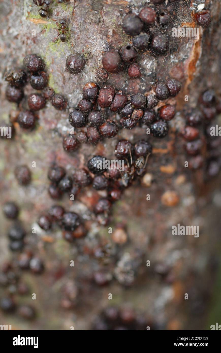 Parthenolecanium corni hi-res stock photography and images - Alamy