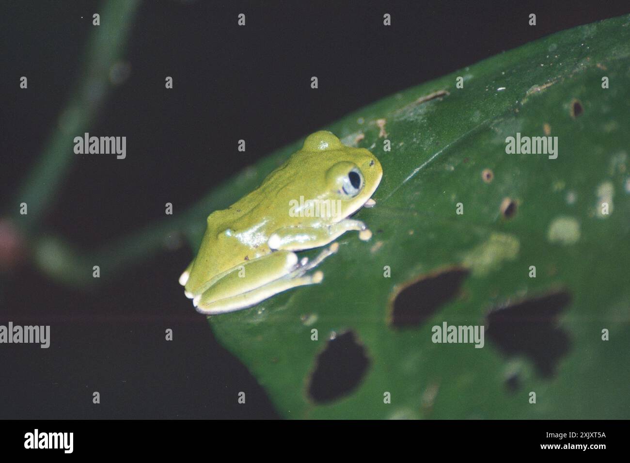 Big-eyed Frogs (Leptopelis) Amphibia Stock Photo - Alamy