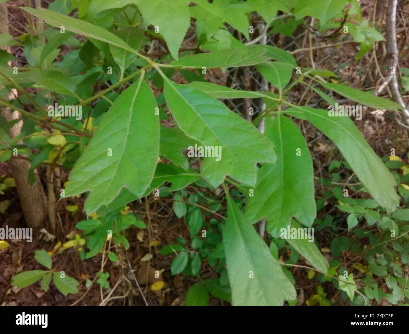 oaks (Quercus) Plantae Stock Photo - Alamy