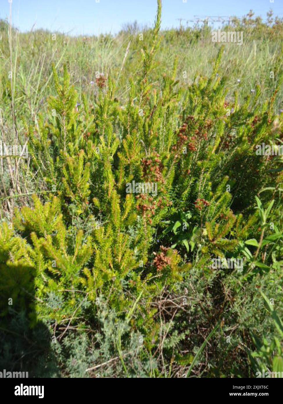 Mediterranean Heath (Erica multiflora) Plantae Stock Photo - Alamy