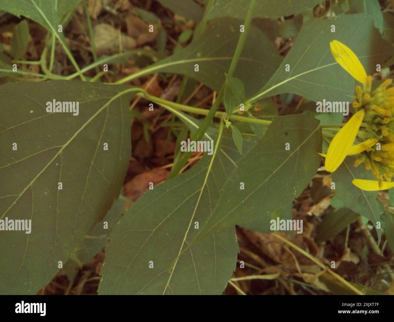 Yellow Crownbeard (Verbesina occidentalis) Plantae Stock Photo - Alamy
