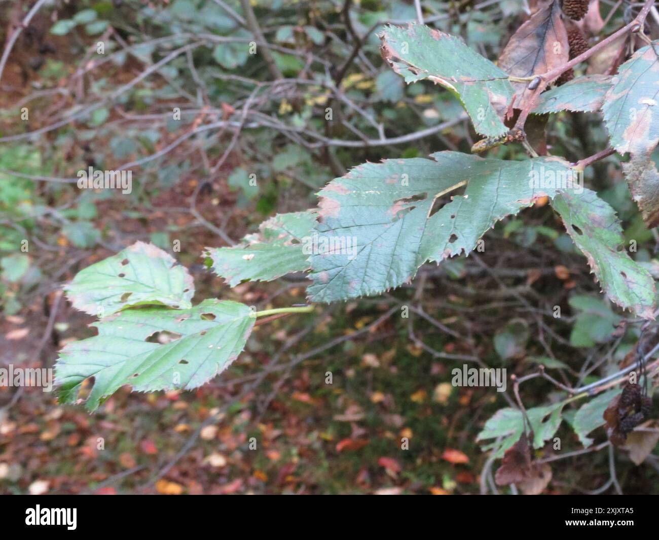 green alder (Alnus alnobetula) Plantae Stock Photo - Alamy