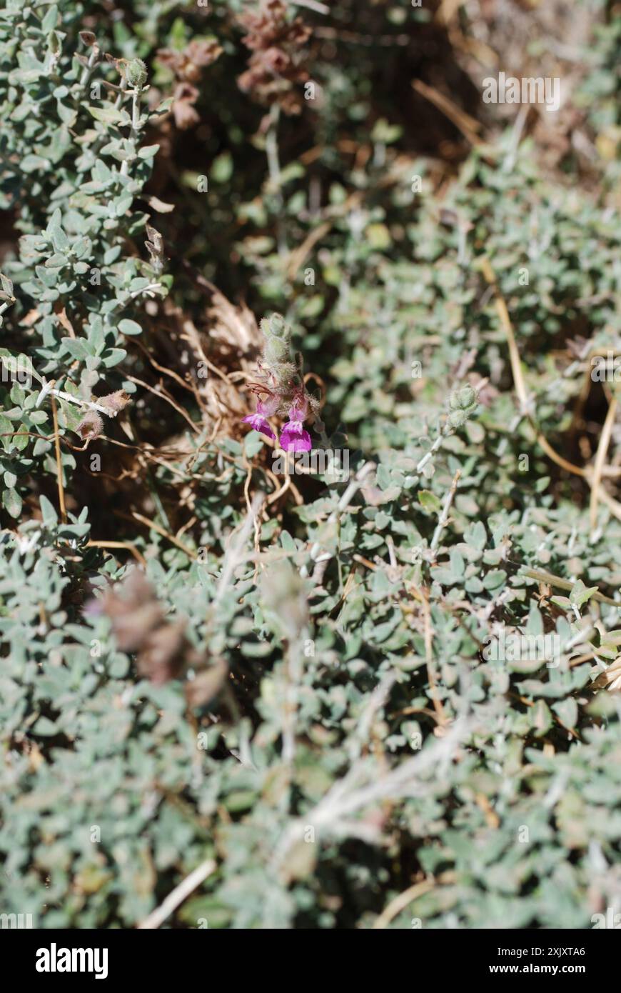 Cat Thyme (Teucrium marum) Plantae Stock Photo - Alamy