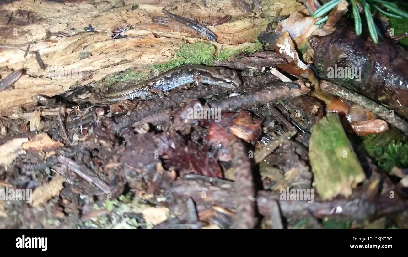 Pygmy Salamander (Desmognathus wrighti) Amphibia Stock Photo - Alamy